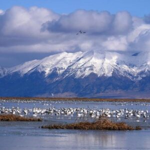 DUP Lessons – Daughters of Utah Pioneers